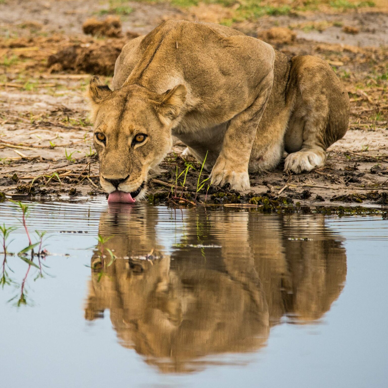 Explore Botswana Safaris - Magical Skies